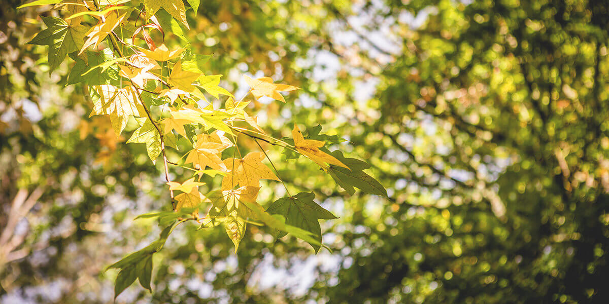 Home - CJ Real Estate